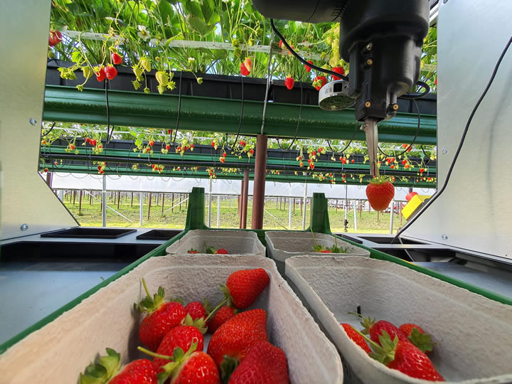Strawberry Harvesting Robot - Ripe for the Future | RoboticsTomorrow